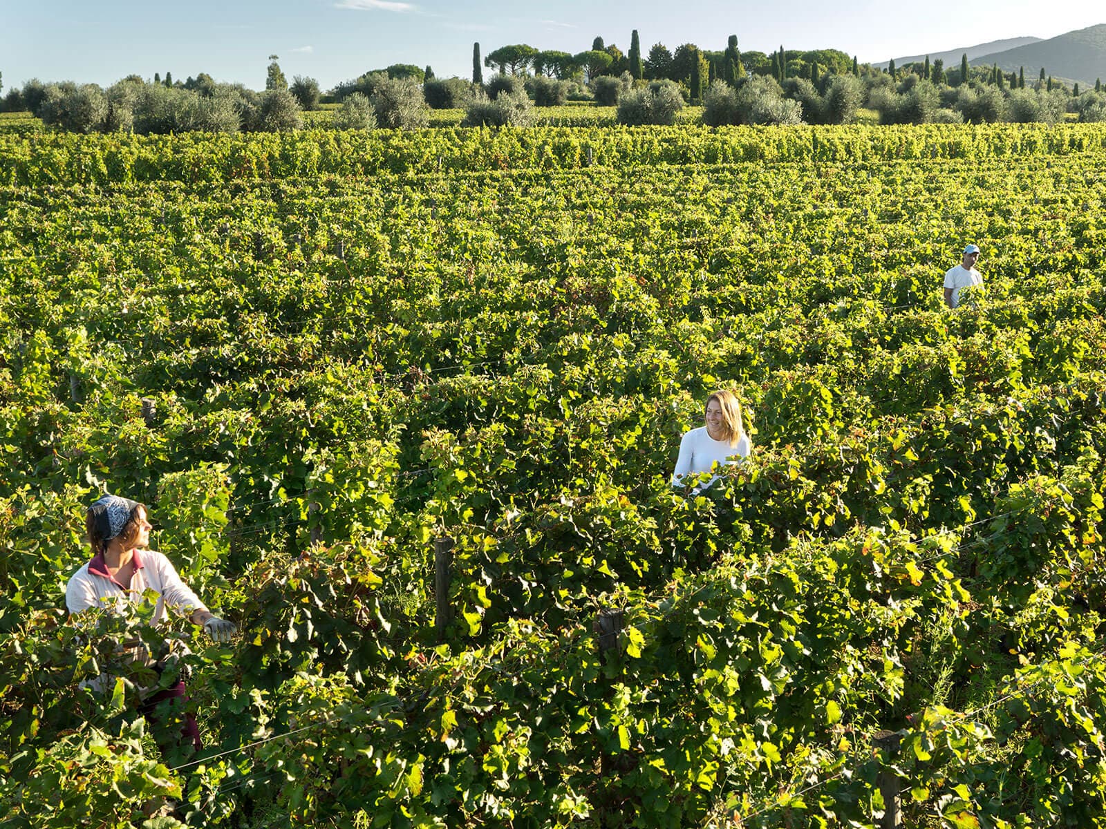 Ornellaia - Bolgheri Tuscany | Ornellaia