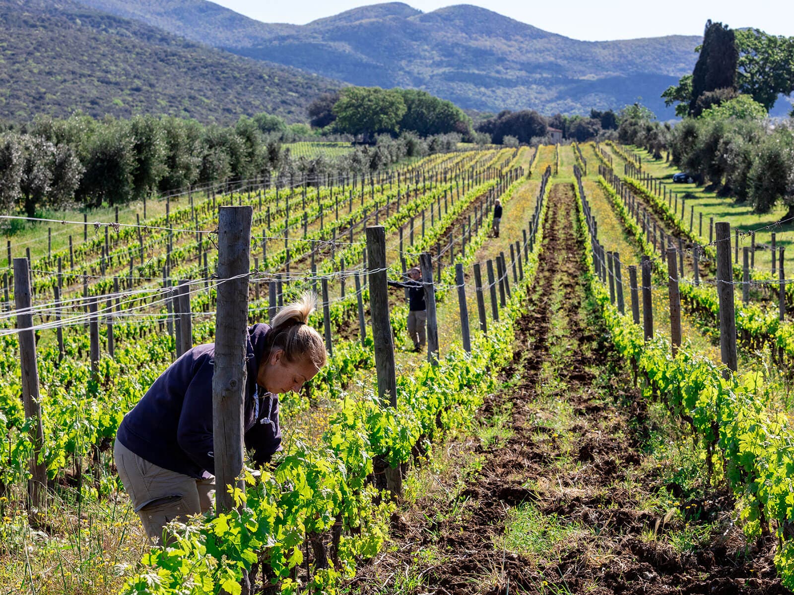 Ornellaia - Bolgheri Tuscany | Ornellaia
