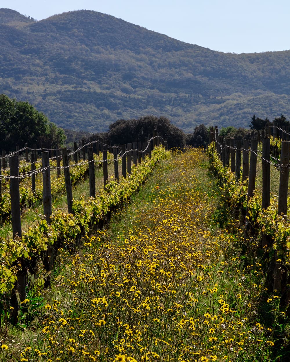 Ornellaia - Bolgheri Tuscany | Ornellaia