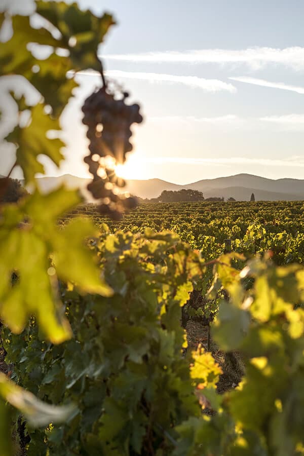 Visit Ornellaia | Ornellaia