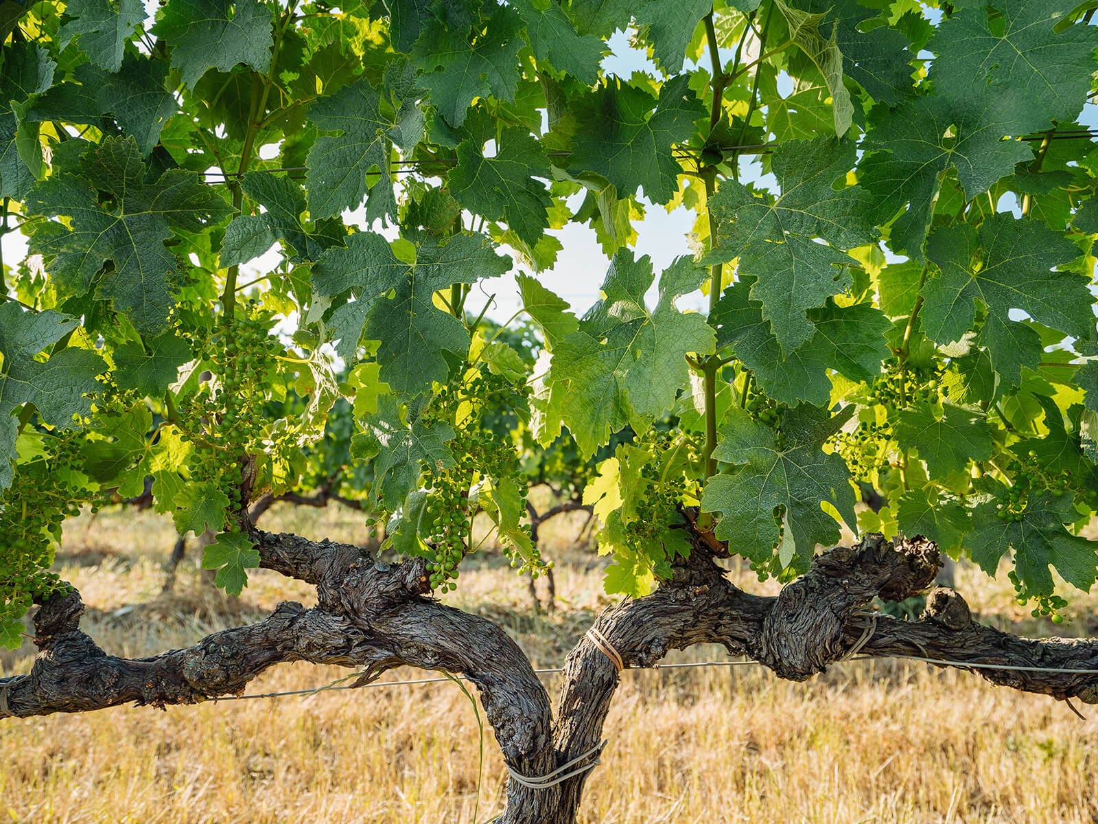 History and Ownership | Ornellaia