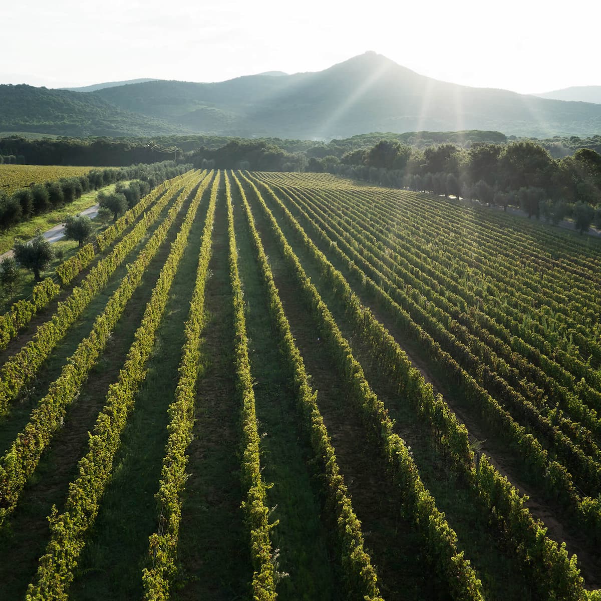 History and Ownership | Ornellaia